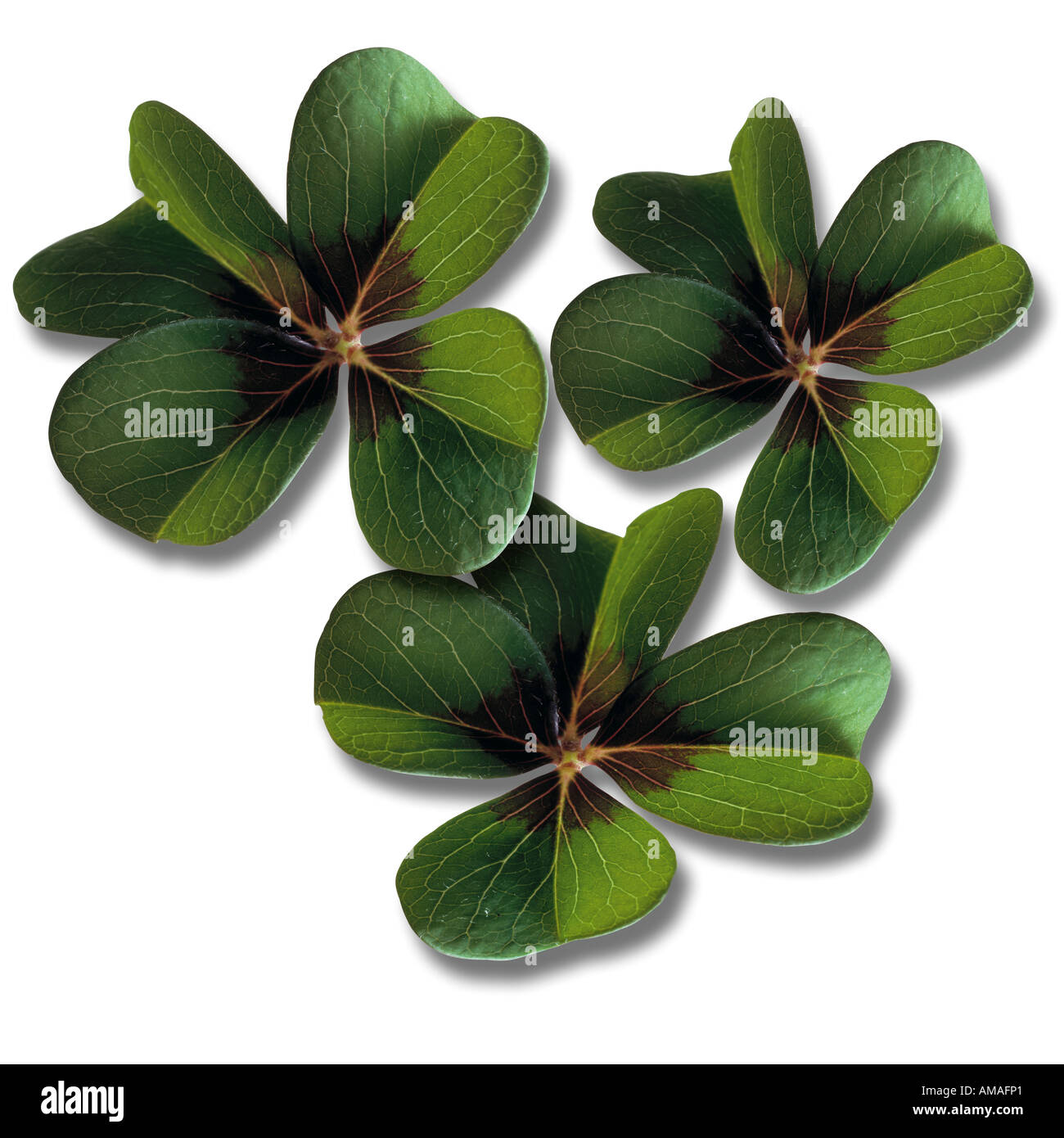 Four leaf clover cutout hi-res stock photography and images - Alamy