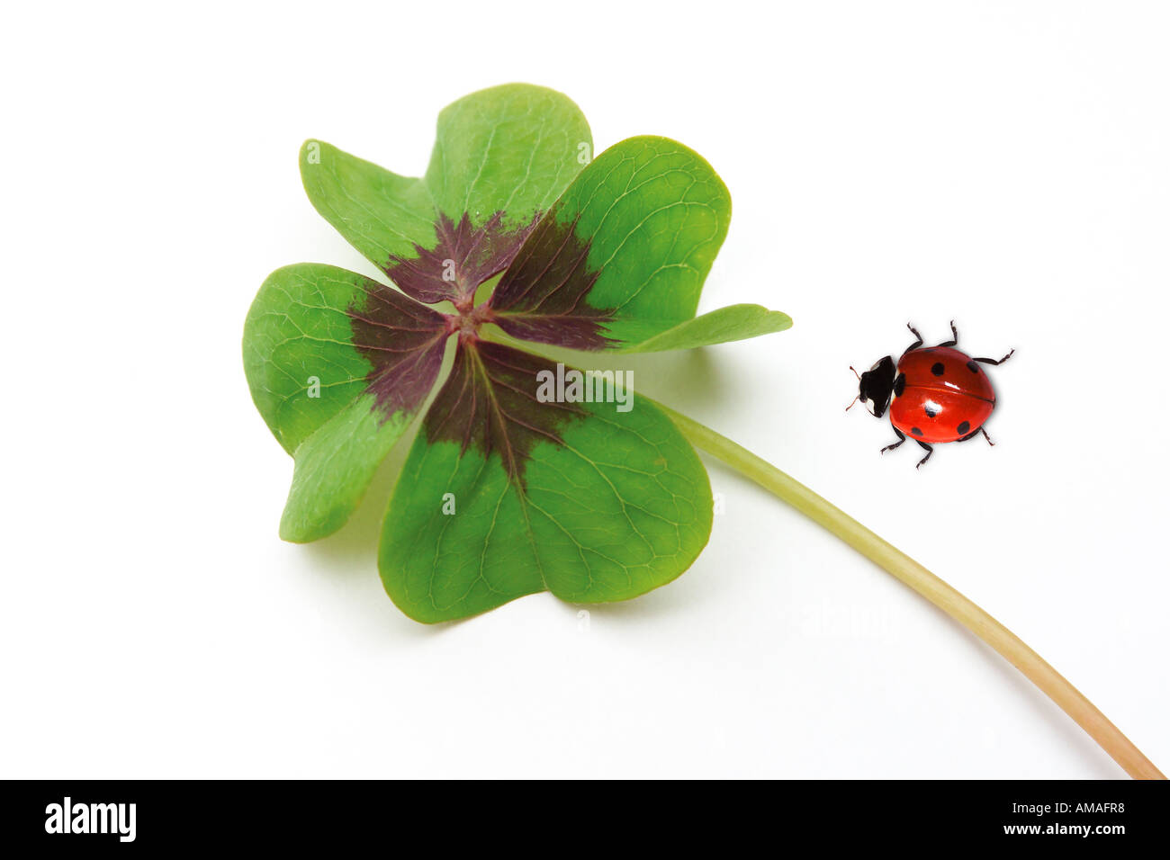 Leaf green four clover Cut Out Stock Images & Pictures - Alamy