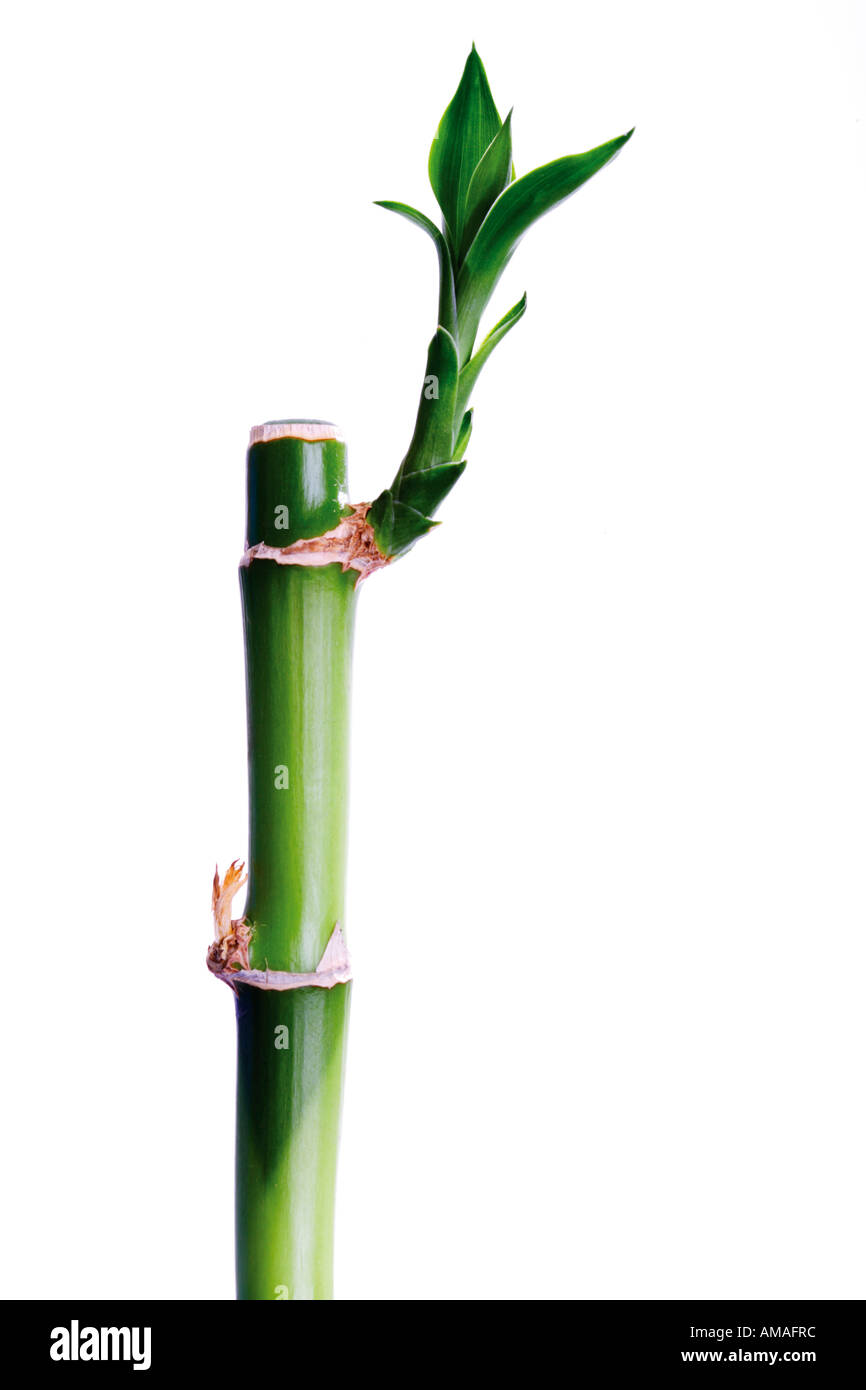 Bamboo feature hi-res stock photography and images - Alamy