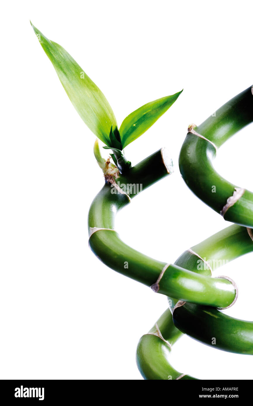 Bamboo feature hi-res stock photography and images - Alamy