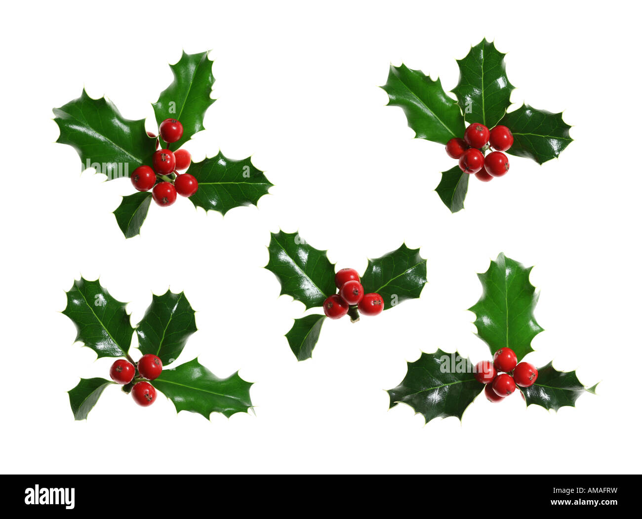 Sprigs of holly hi-res stock photography and images - Alamy