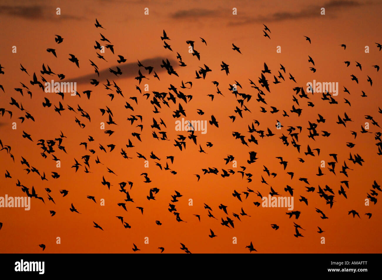 flock of birds starlings flying and swarming through sky on colourful ...