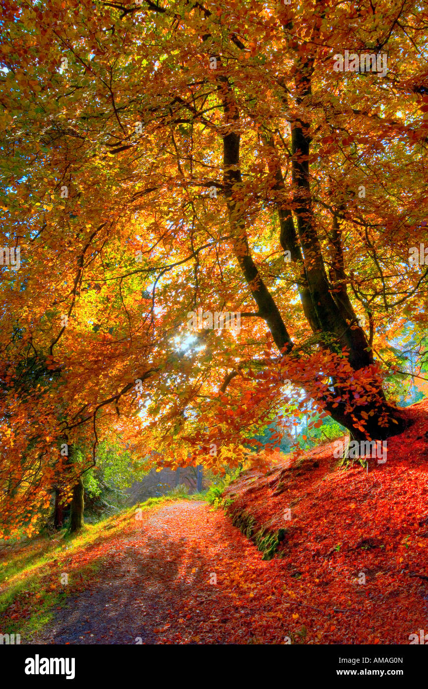 beautiful single autum tree leaning in golden colours loughrigg tarn ...