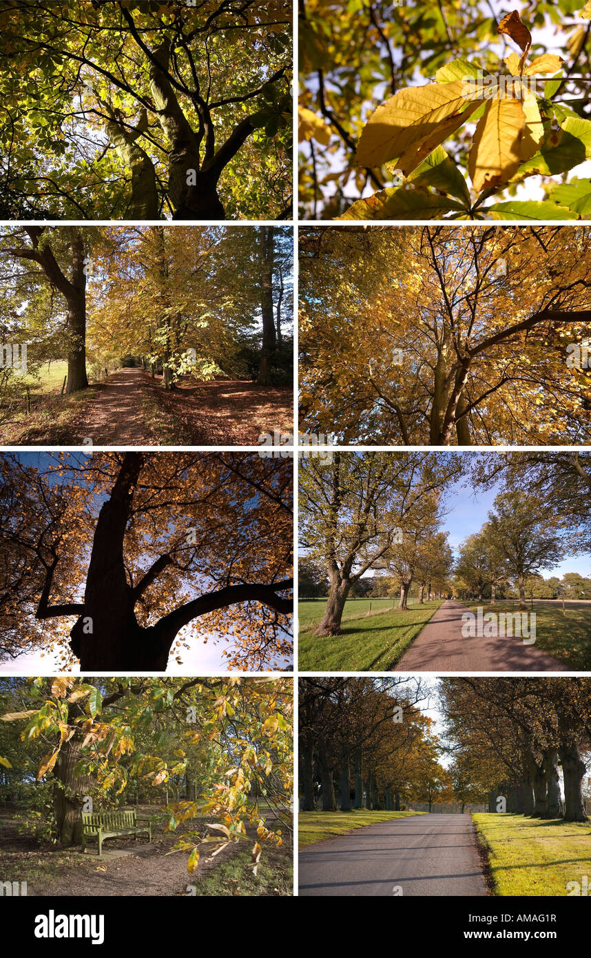 a collection of high resolution 3200 x 2400 pixels images of autumn for ...