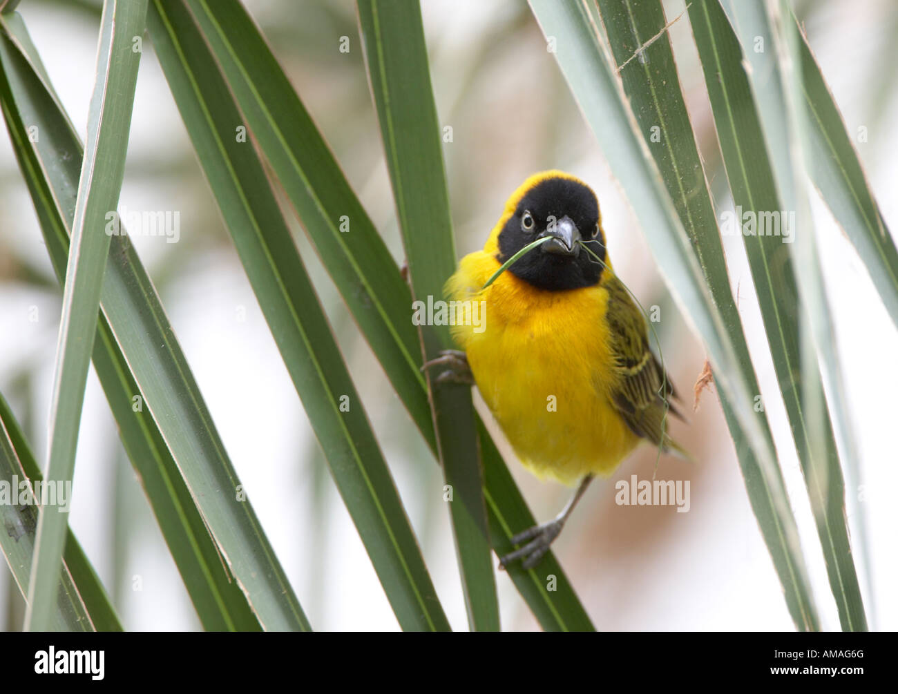 Lesser Masked Weaver Bird (Ploceus intermedius Stock Photo - Alamy