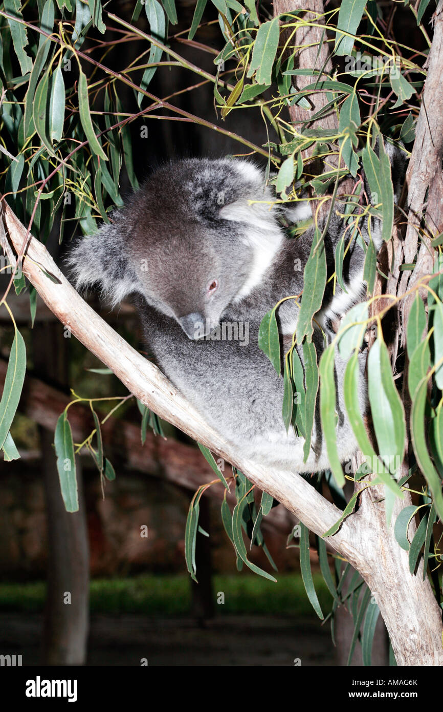 Koala's pouch hi-res stock photography and images - Alamy