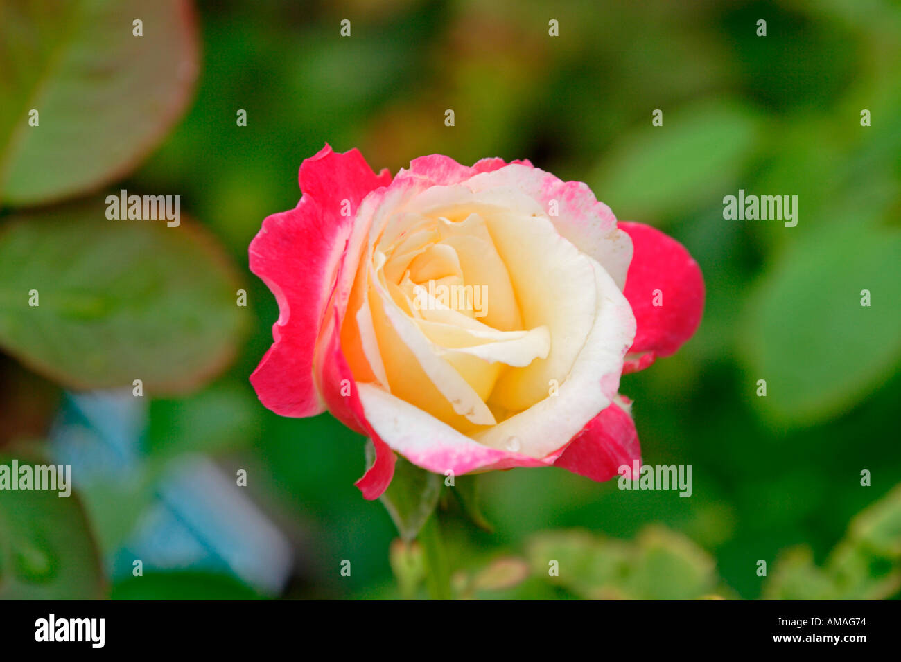 Double red rose hi-res stock photography and images - Alamy