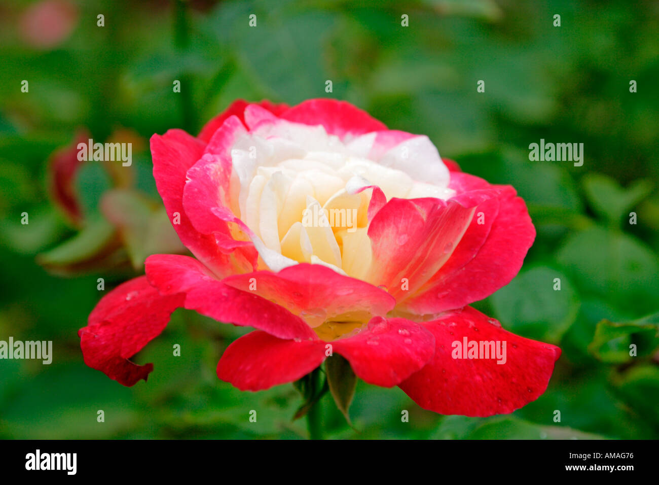 Double red rose hi-res stock photography and images - Alamy