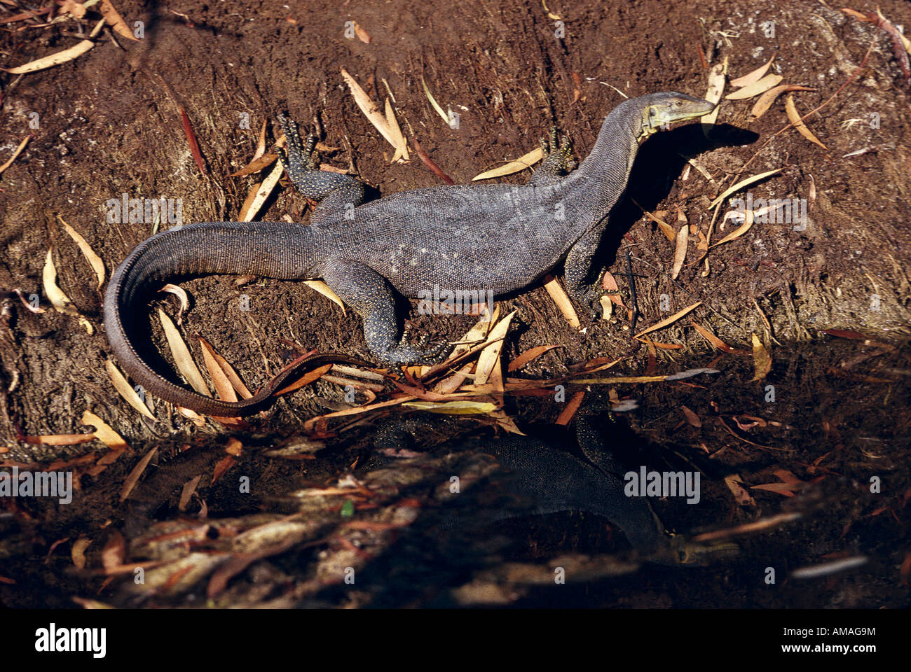 “Water monitor”, Australia Stock Photo - Alamy