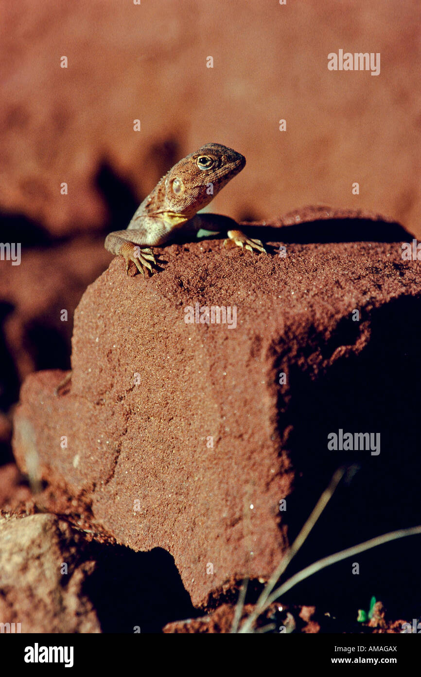 [Central netted dragon], Australia Stock Photo - Alamy