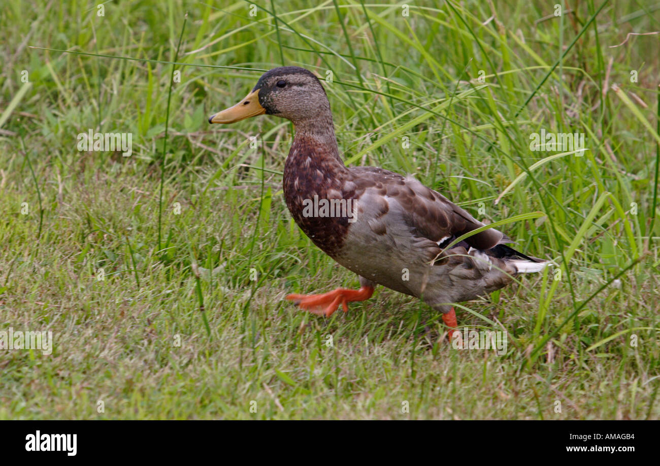 Female mallard duck running Stock Photo - Alamy