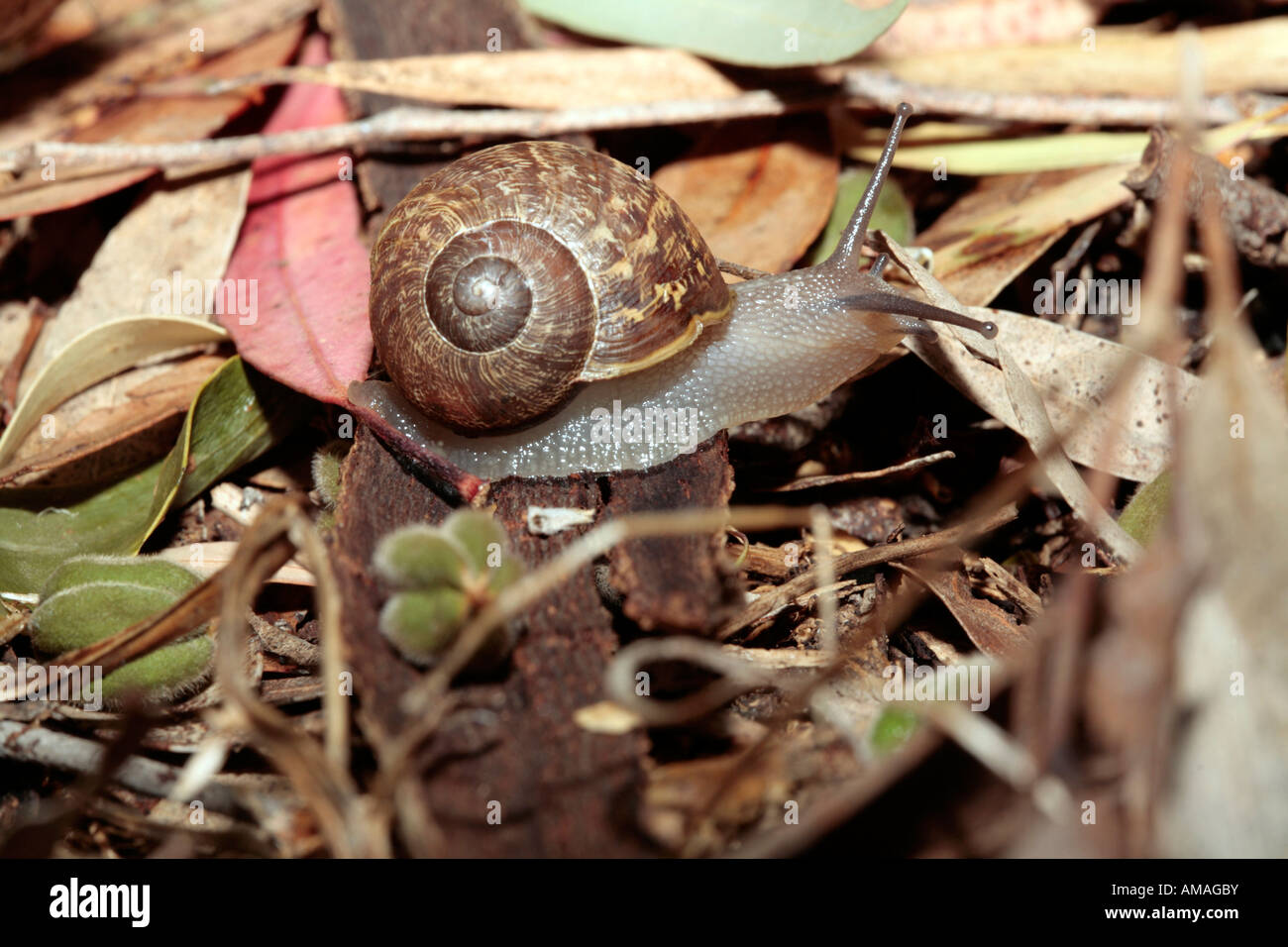 Brown Garden Snail / Gardensnail - Helix aspersa Stock Photo - Alamy