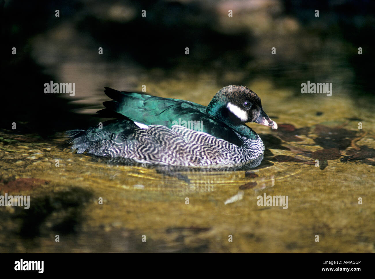 Green pygmy goose hi-res stock photography and images - Alamy