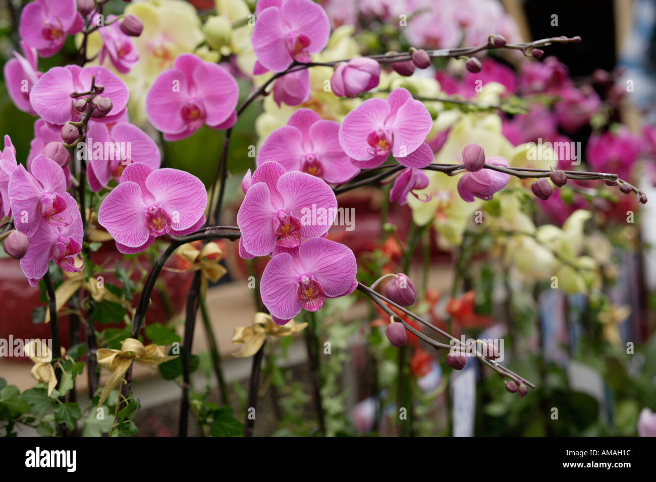 Chinese cymbidium hi-res stock photography and images - Alamy