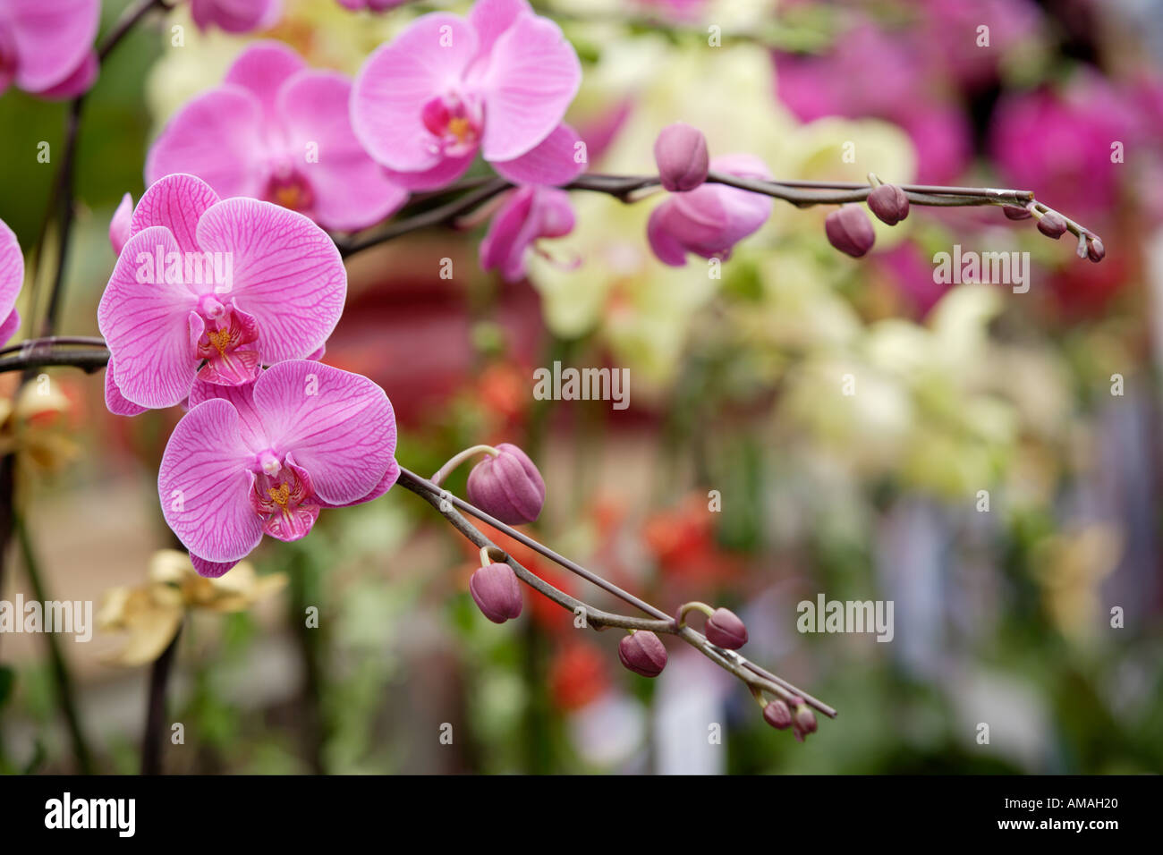 Cymbidium in flower market Stock Photo - Alamy