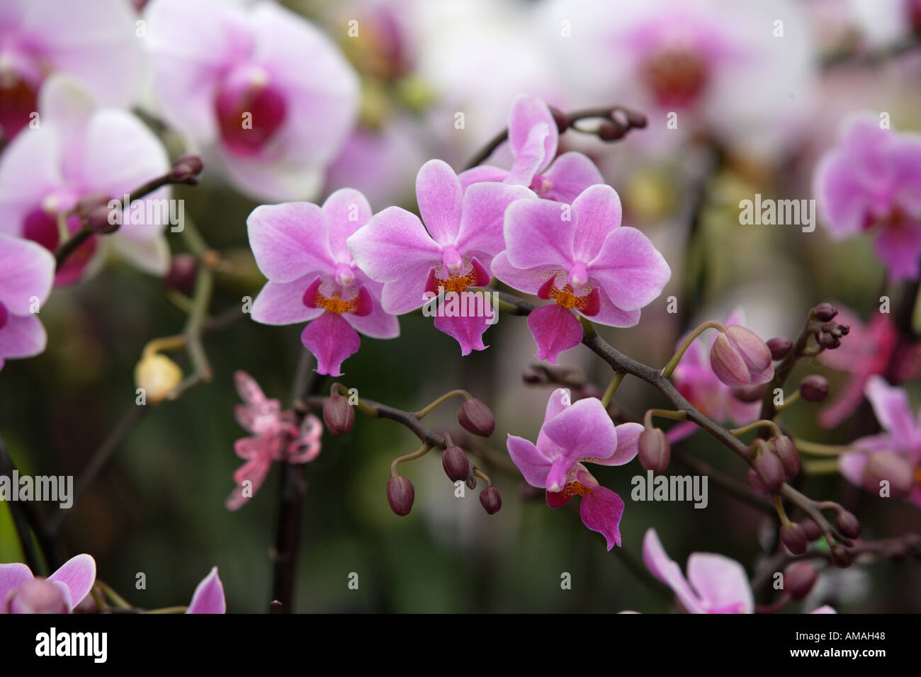 Chinese cymbidium hi-res stock photography and images - Alamy