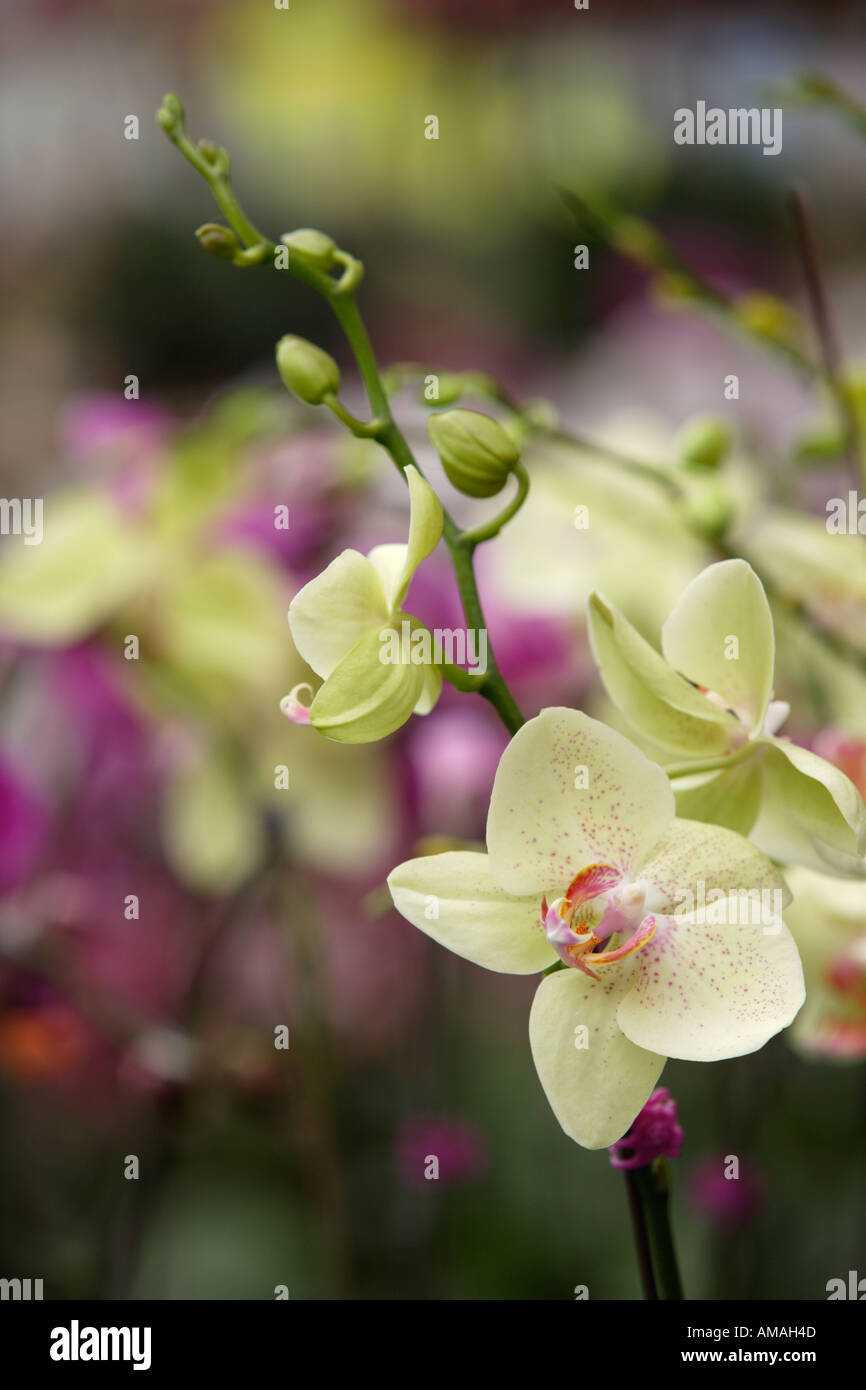 Chinese cymbidium hi-res stock photography and images - Alamy