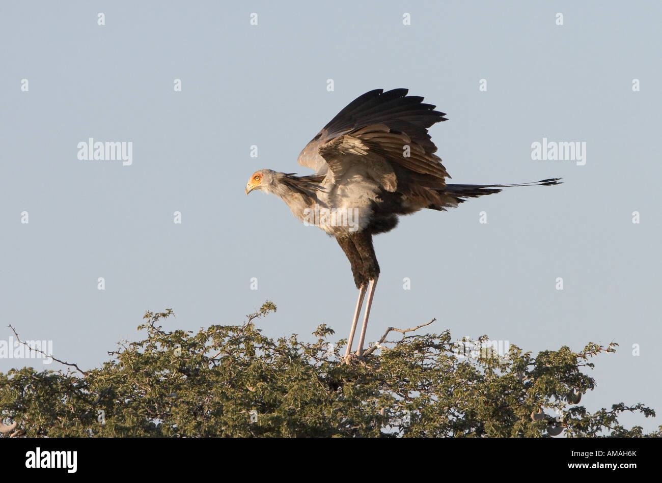 Secretary Bird (Sagittarius serpentarius Stock Photo - Alamy