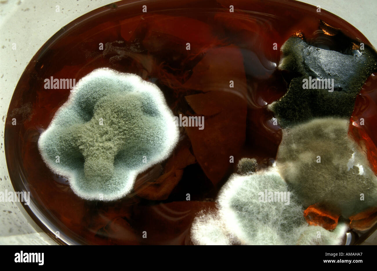 Mould on plums in sugar syrup Stock Photo - Alamy