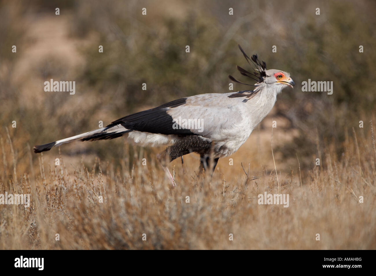 Secretary Bird (Sagittarius serpentarius) hunting on the ground Stock ...