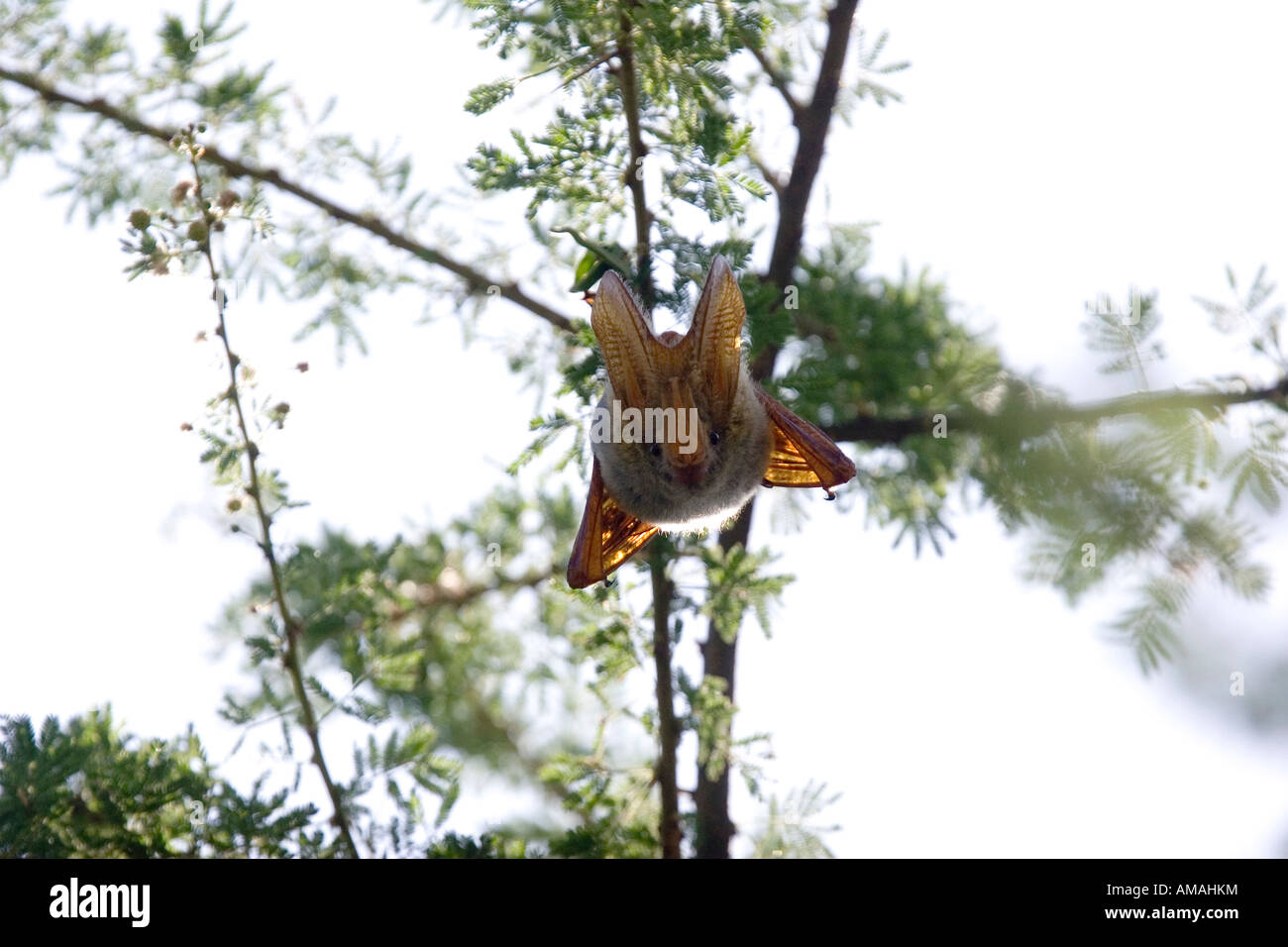 insect eating yellow-winged bat Stock Photo - Alamy