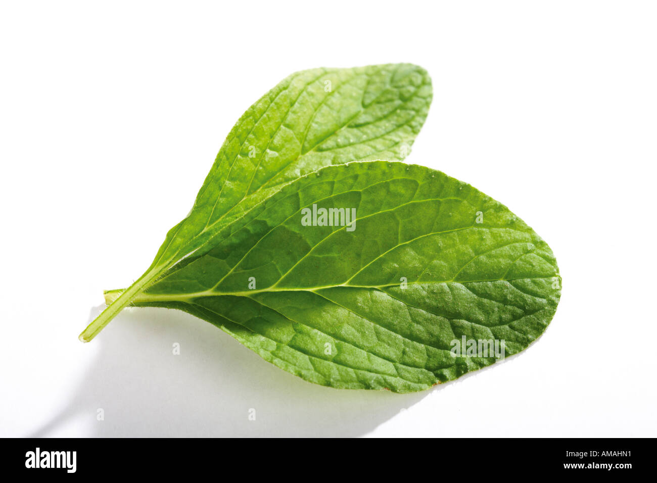 Borage, Burrage, Borago officinalis Stock Photo - Alamy