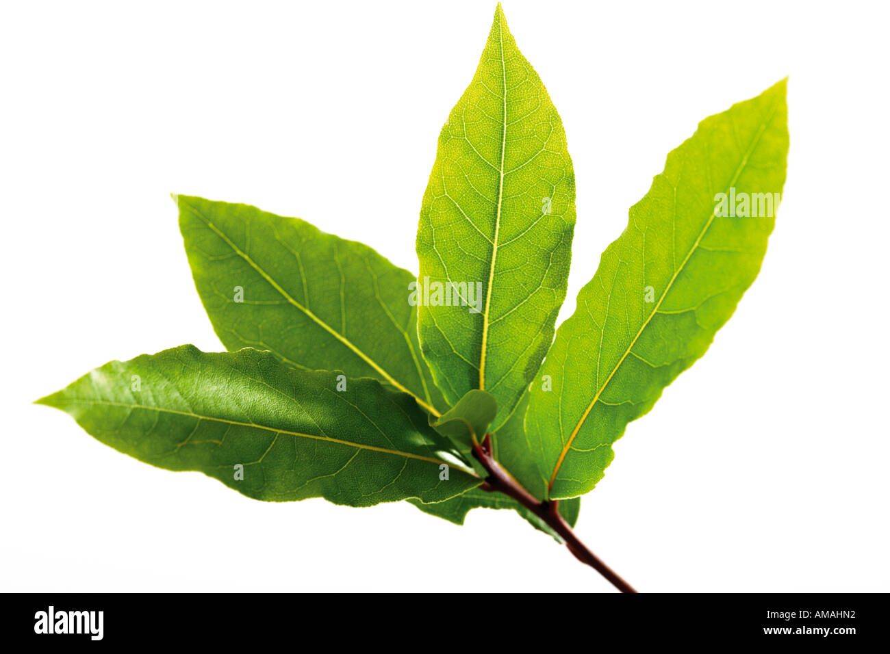 Indonesian bay-Leaf, waplers, Syzygium polyanthum, Eugenia polyantha ...