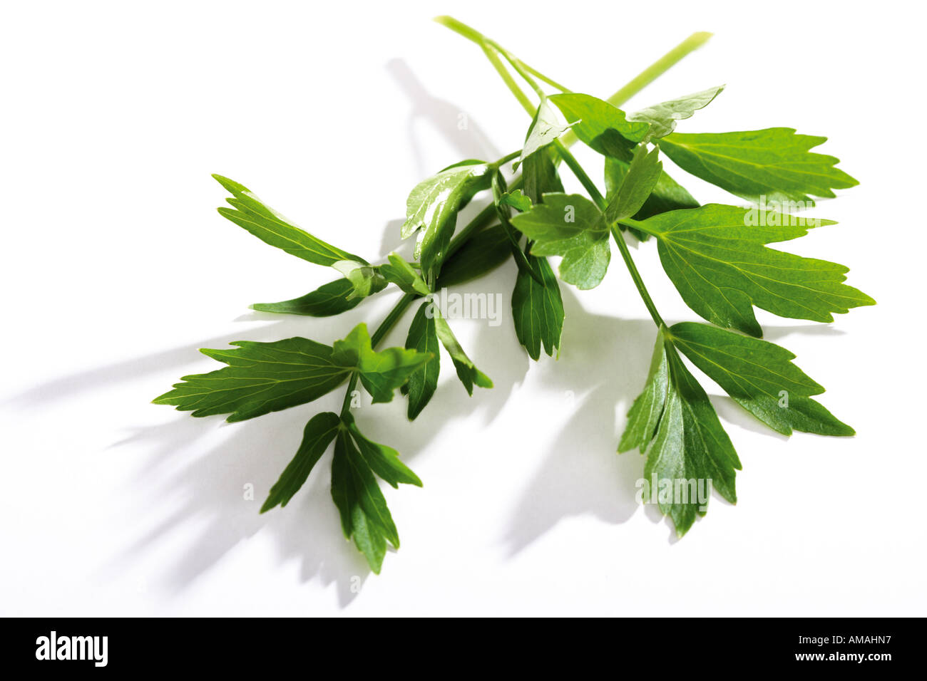 Indian parsley hi-res stock photography and images - Alamy
