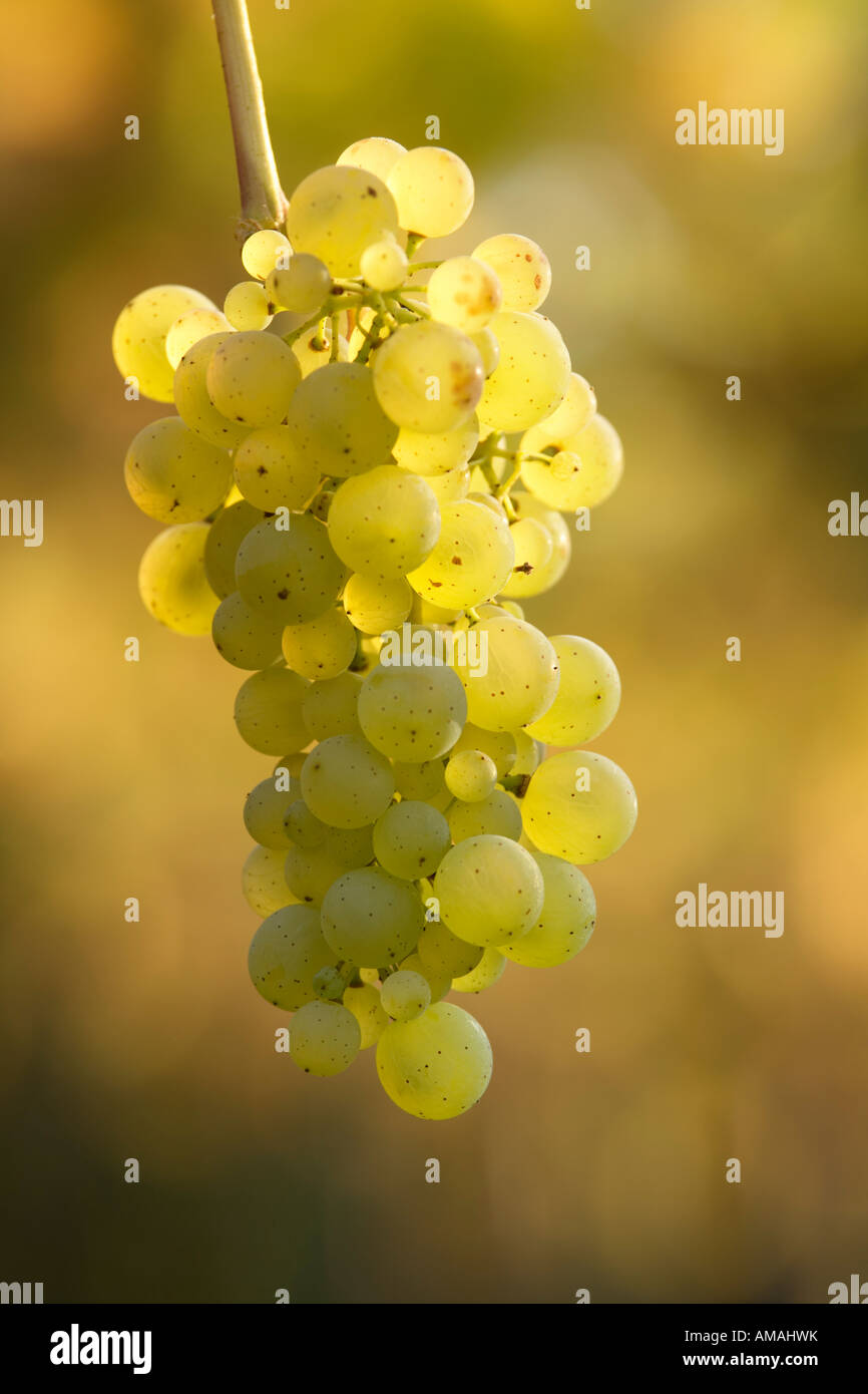 Riesling grapes on the vine Stock Photo - Alamy