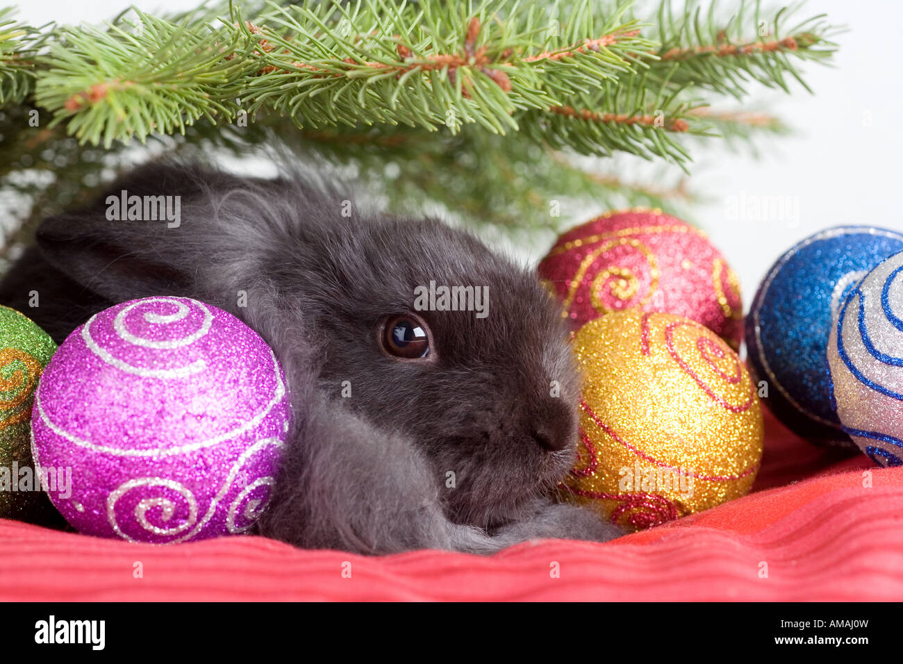 Cute christmas bunny under tree hi-res stock photography and images - Alamy