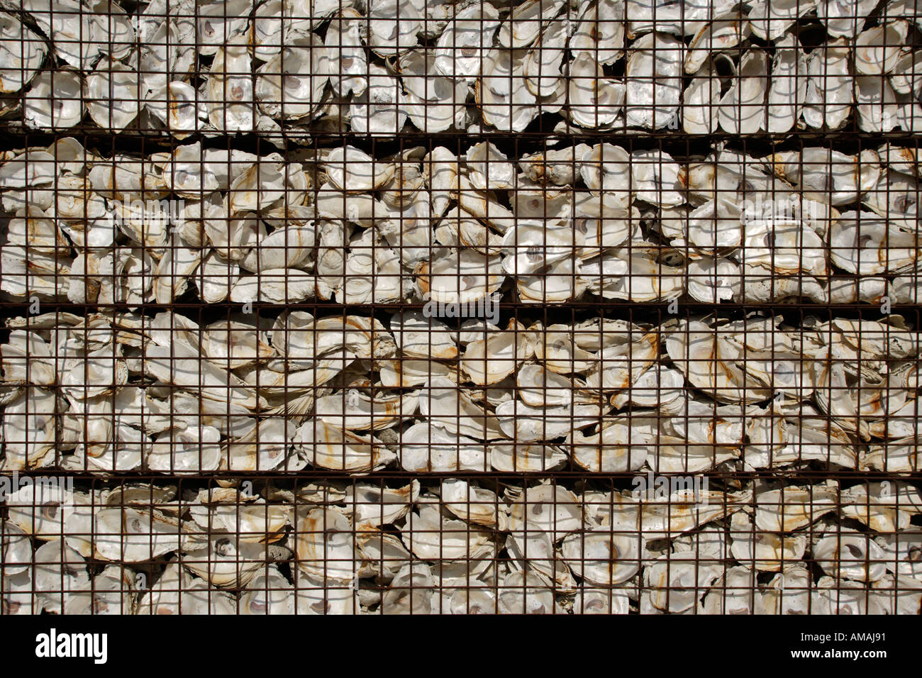 The discarded Lau Fau Shan oyster shells used in the gabion screen ...