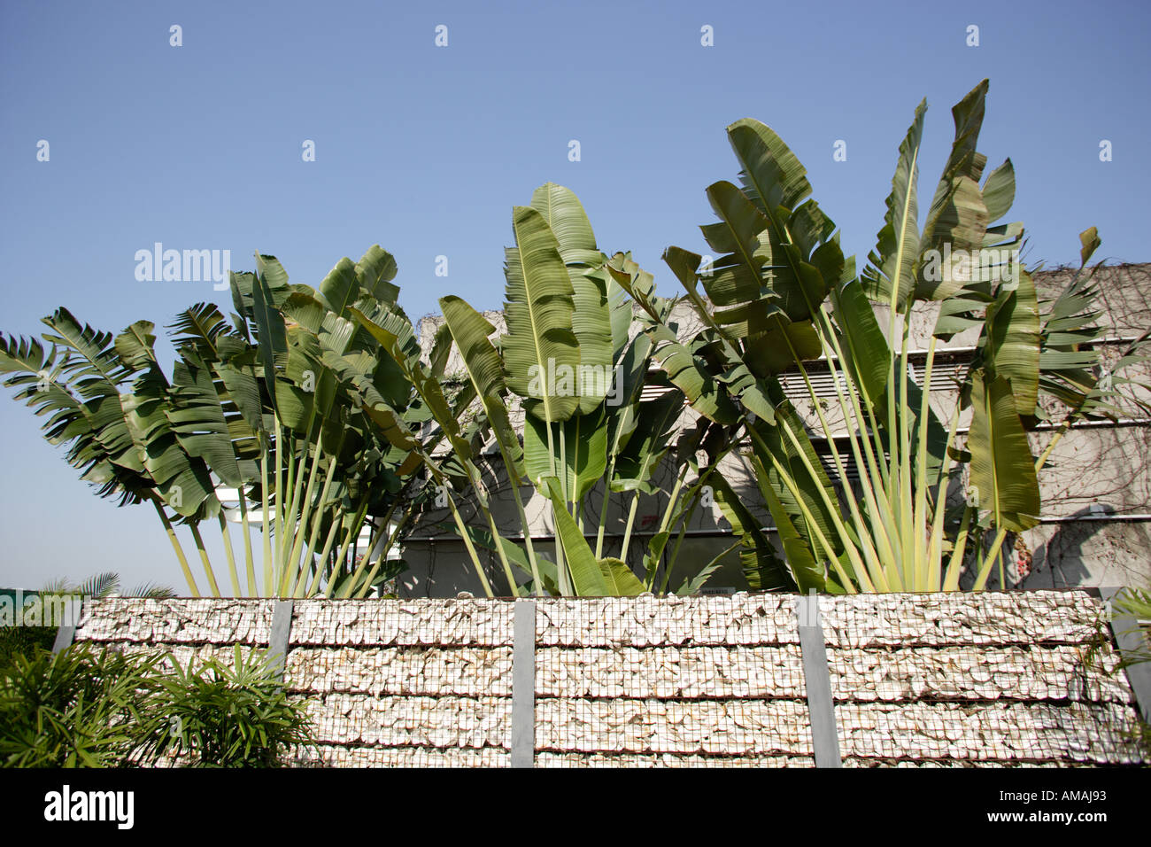 The discarded Lau Fau Shan oyster shells used in the gabion screen ...