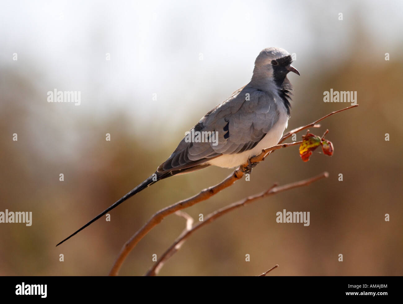 Namaqua Dove (Oena capensis Stock Photo - Alamy