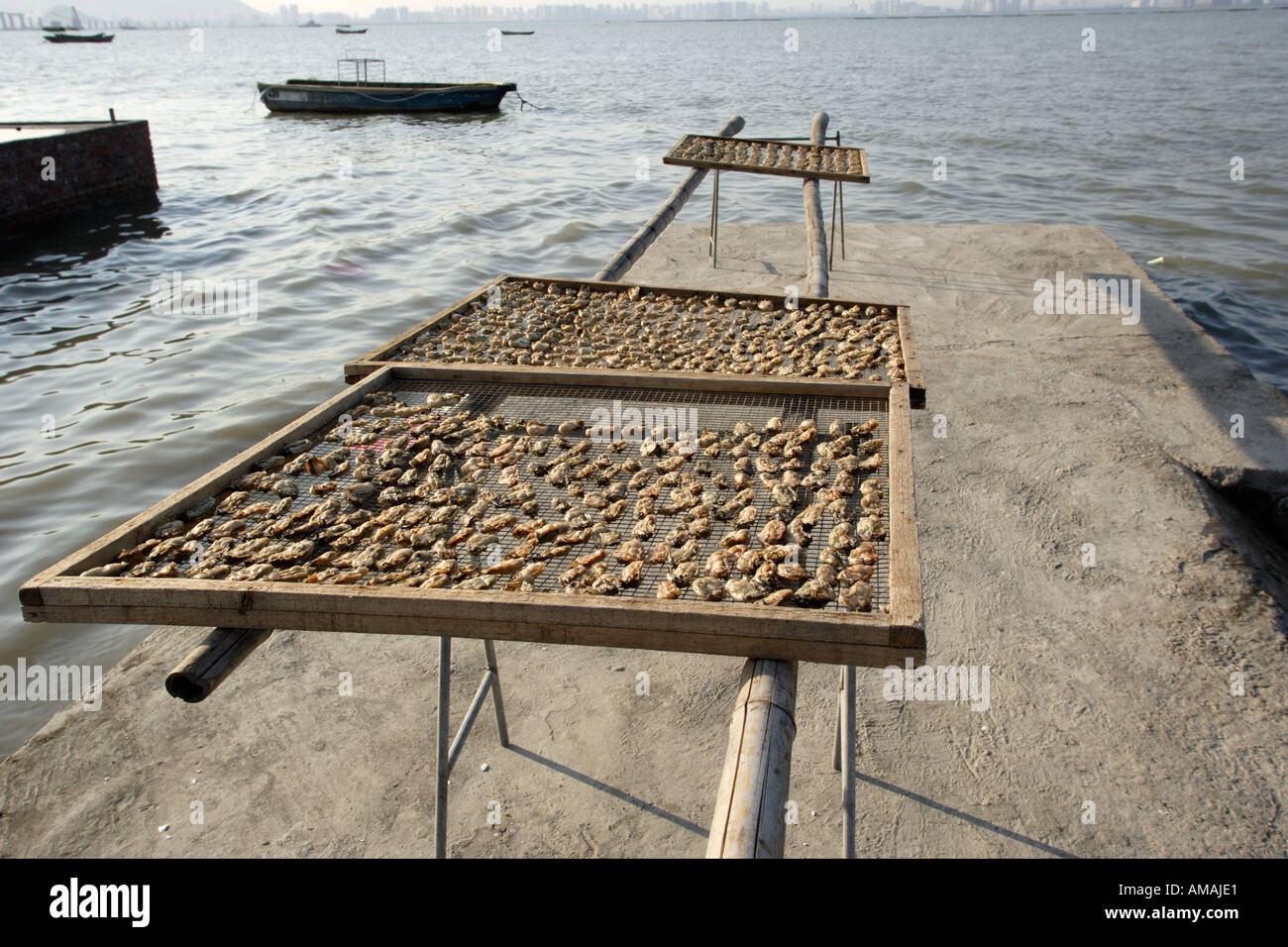 A farmer is placing fresh oyster under the sun for drying (Lau Fau Shan ...