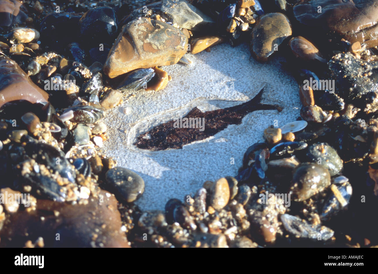 Fossilised pebbles hi-res stock photography and images - Alamy