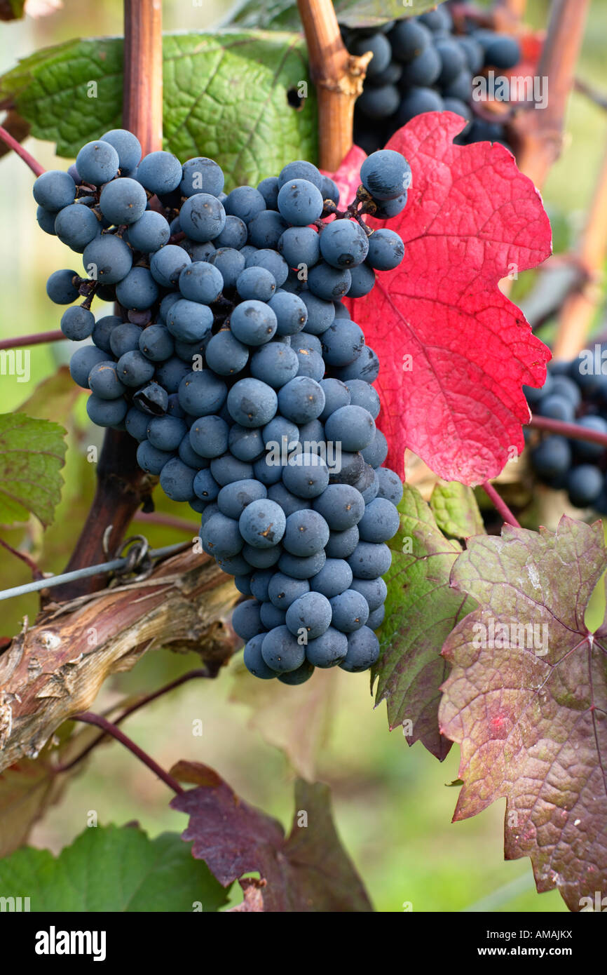 red grapes on the vine Stock Photo - Alamy