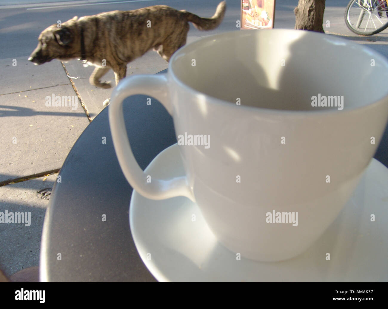 early morning coffee at a roadside cafe with a dog walking past Stock ...