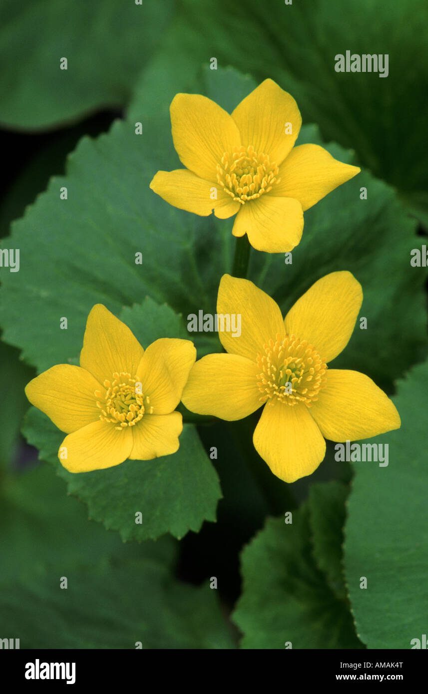 marsh marigold (Caltha palustris), Indiana Dunes State Park, Indiana ...