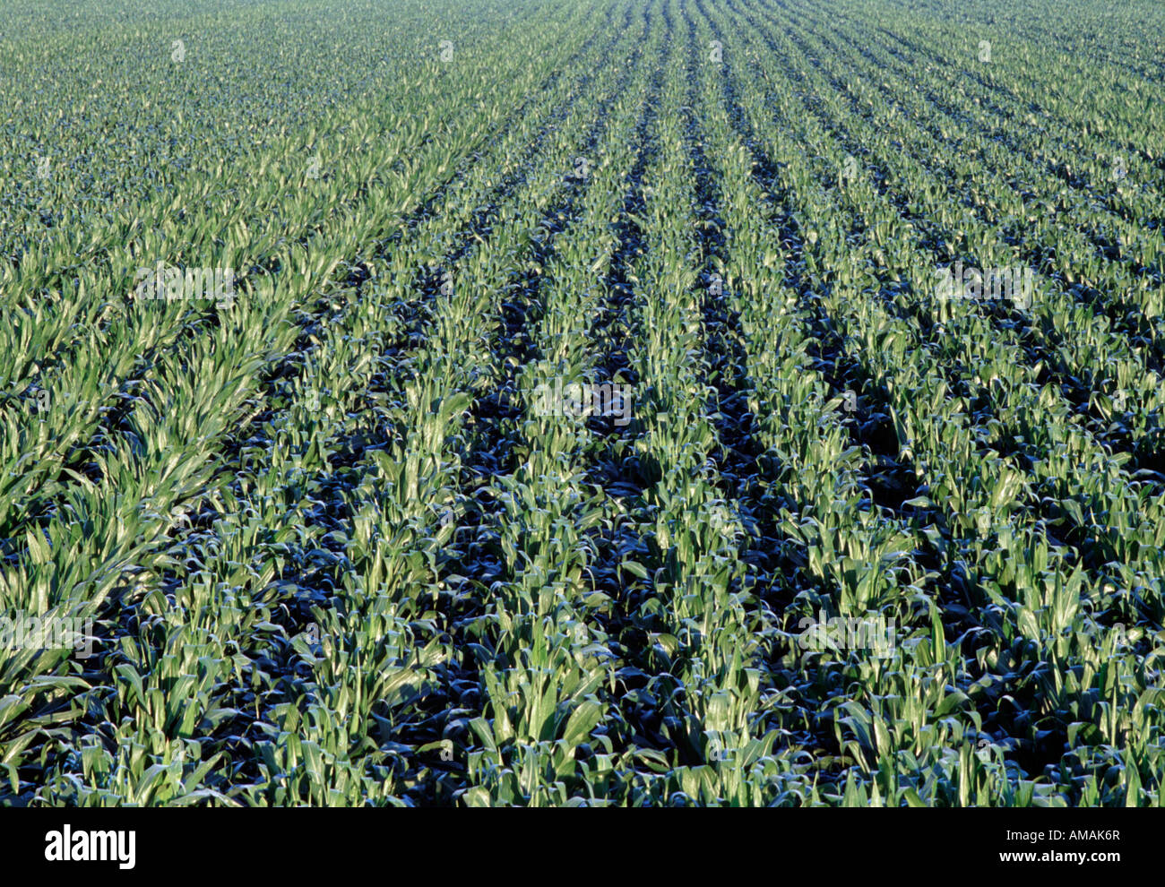 Parallel rows lines hi-res stock photography and images - Alamy