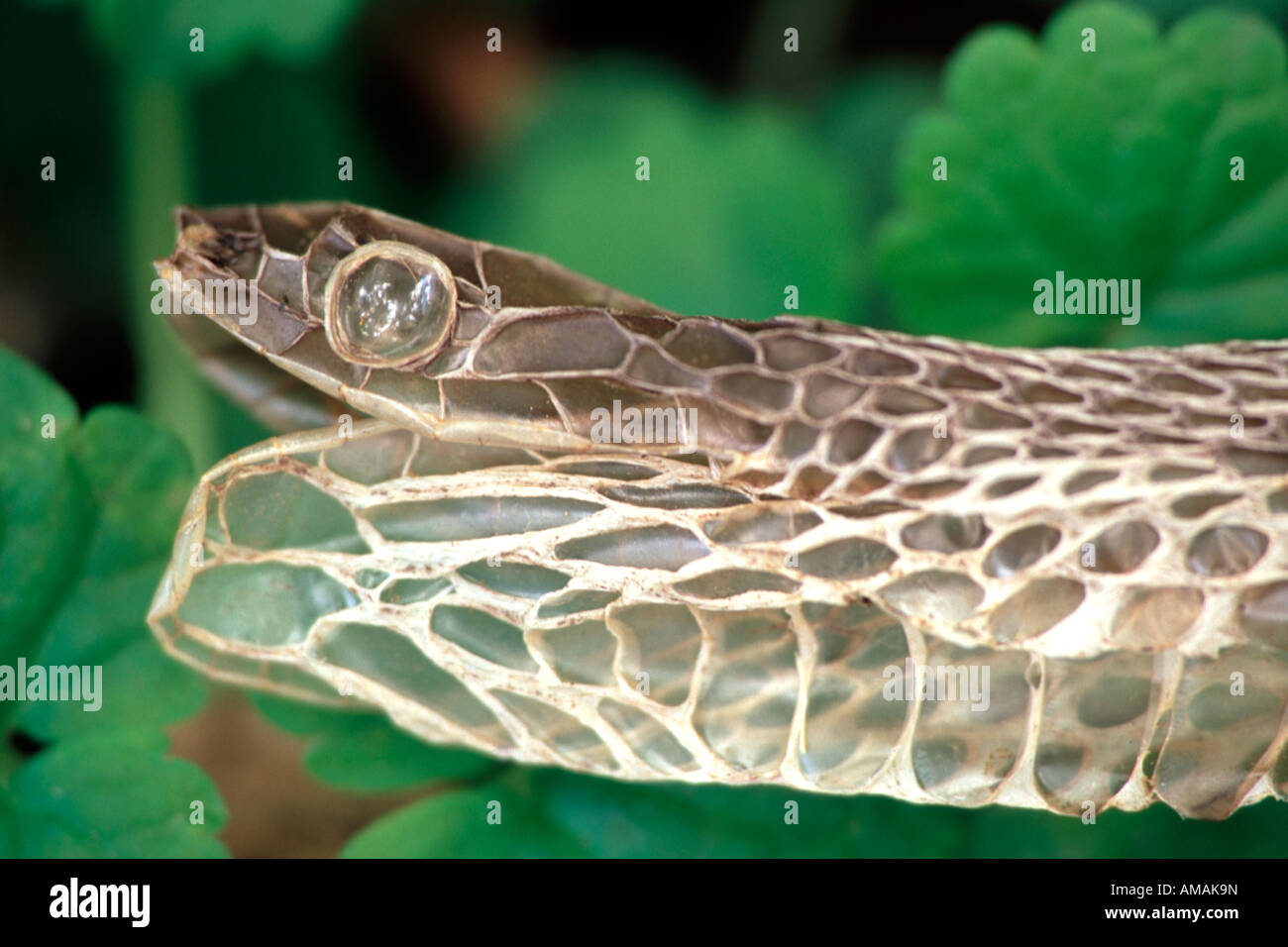 Snake skin shed hi-res stock photography and images - Alamy