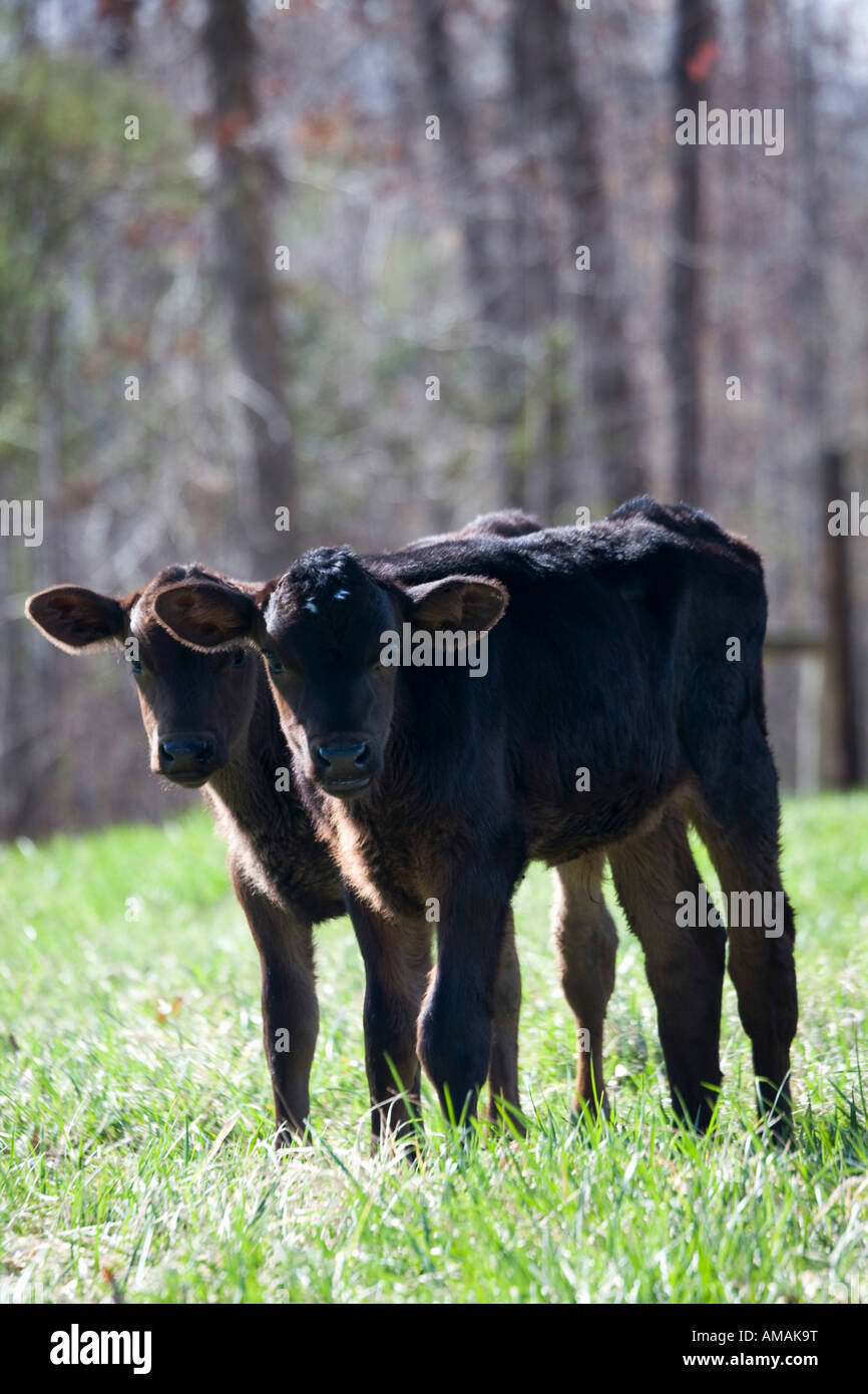Two calves standing side by side in a field Stock Photo - Alamy