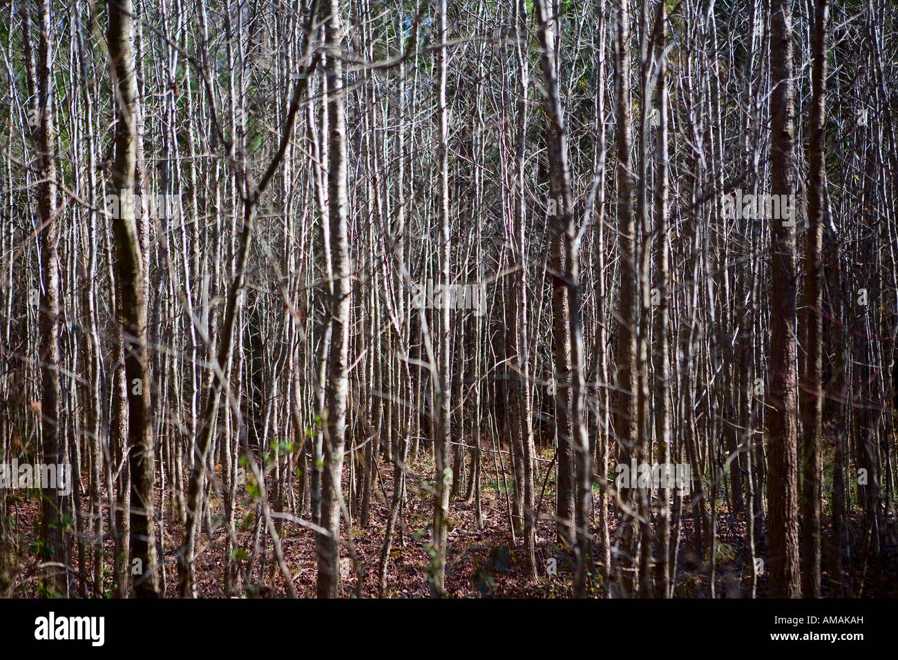 Trees in a forest Stock Photo - Alamy