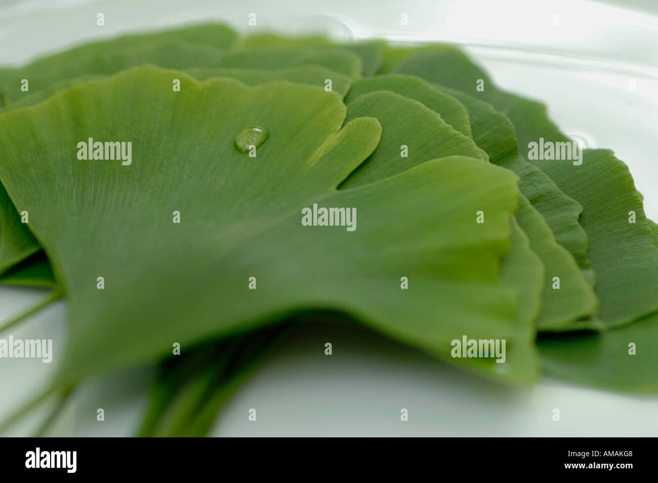 Ginkgo biloba with water drop Stock Photo - Alamy