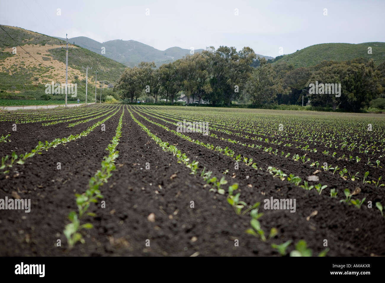 Crops growing in a field Stock Photo - Alamy
