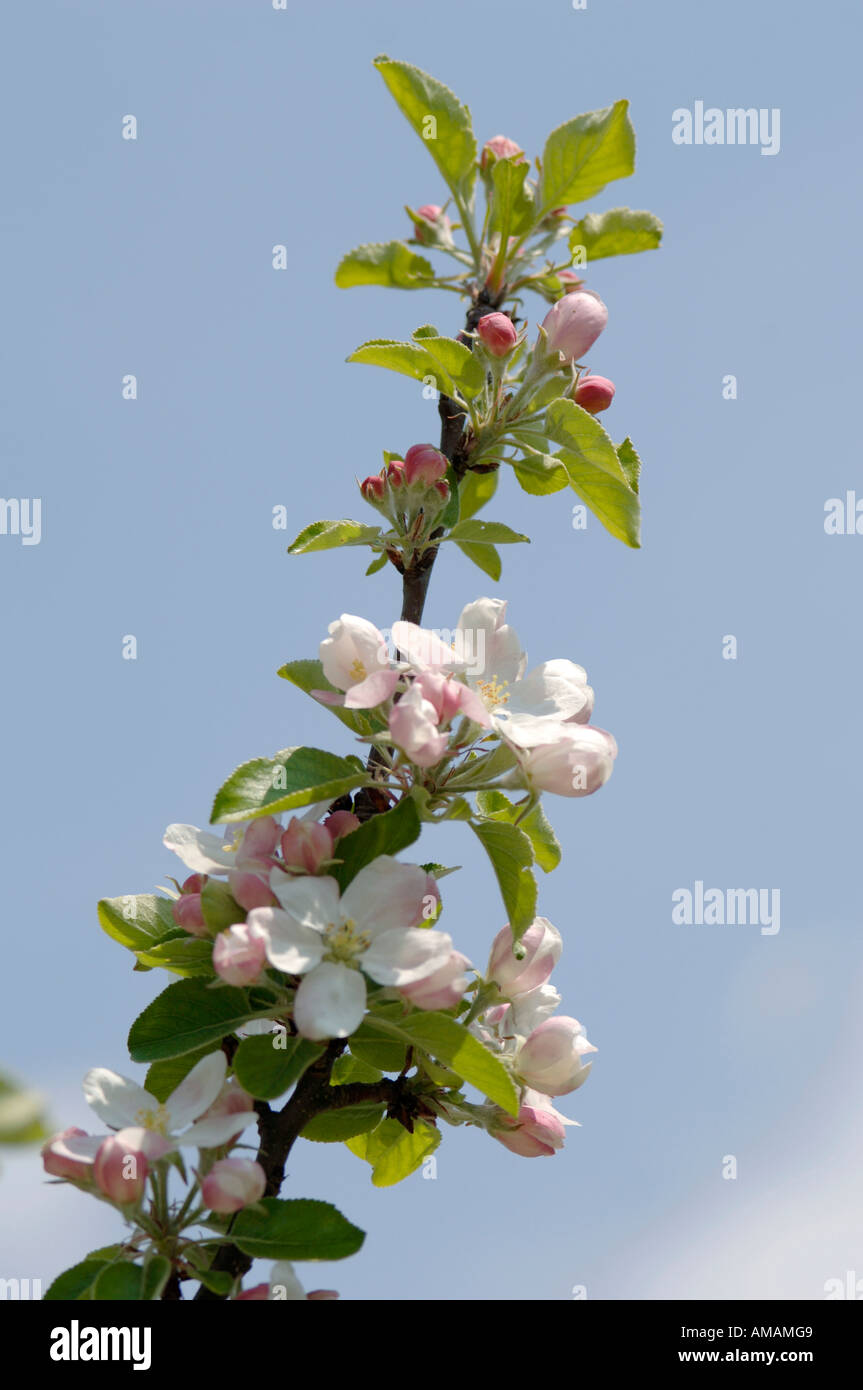 Images of apple blossoms hi-res stock photography and images - Alamy