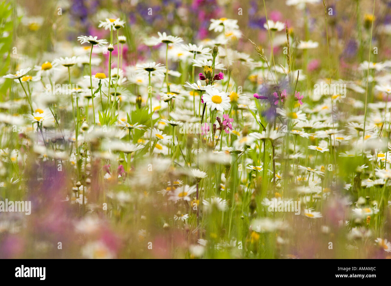 Beauty meadow with daisy flowers hi-res stock photography and images ...