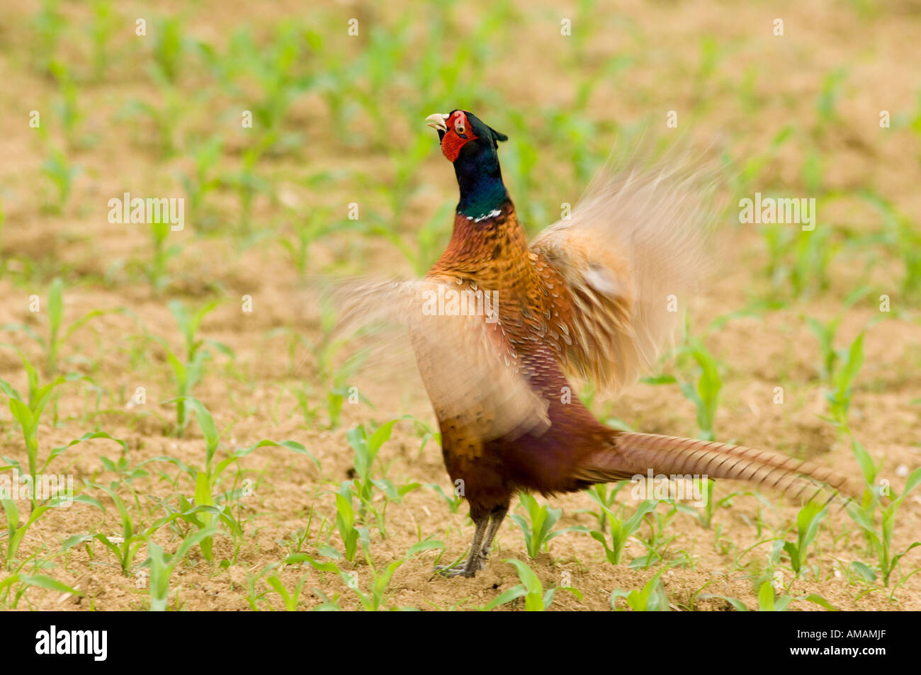 Pheasant behavior hi-res stock photography and images - Alamy