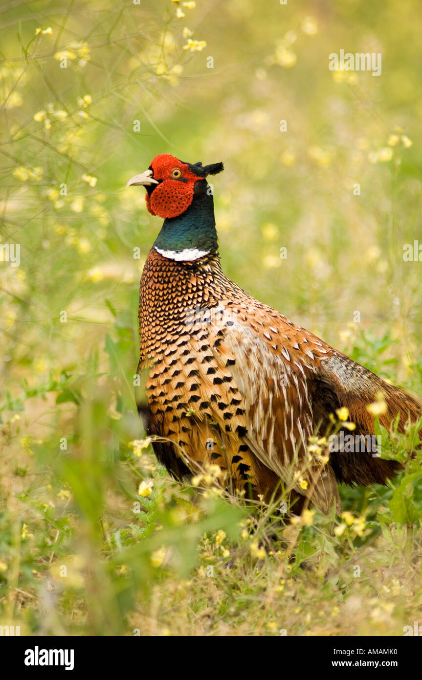 Pheasant behavior hi-res stock photography and images - Alamy