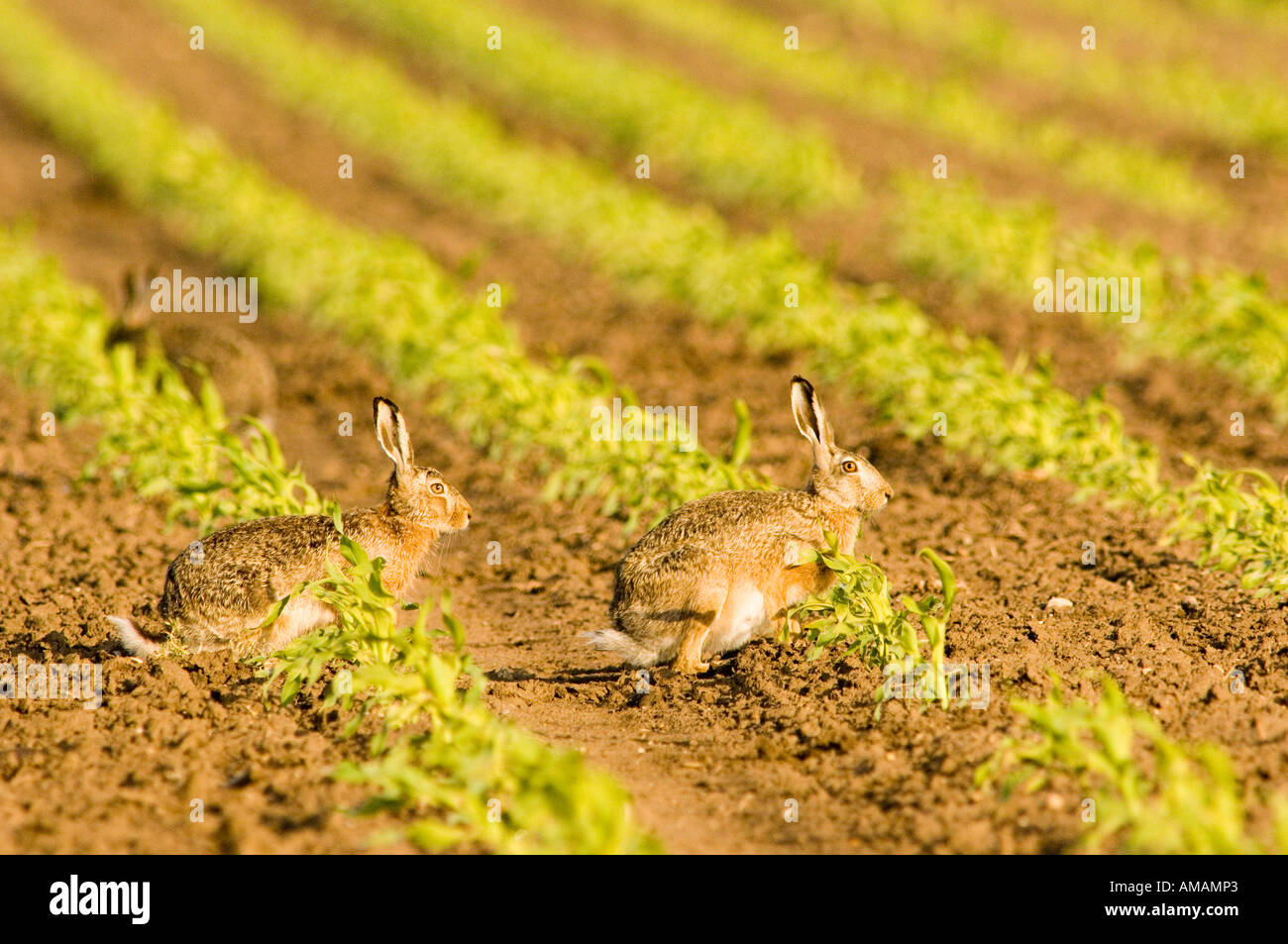 Two hares together hi-res stock photography and images - Alamy
