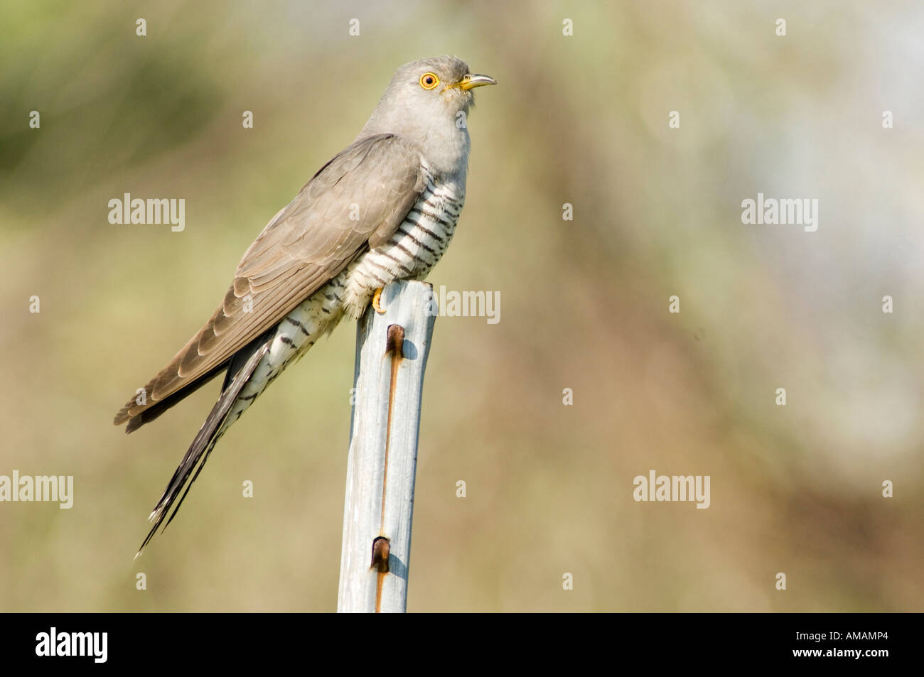 Cuckoo birds images hi-res stock photography and images - Alamy